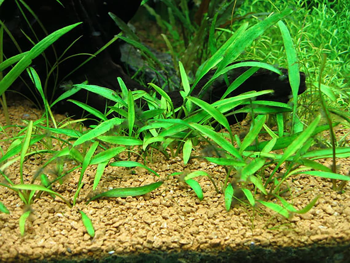 Cryptocoryne Crypt Lucens Live Aquarium Aquatic Plants Free | Etsy