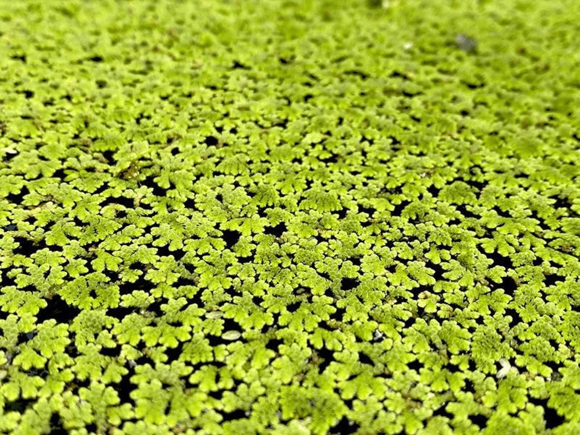 Azolla Filiculoides "fairy Moss" | BEGINNER | Live Aquarium Plants ...