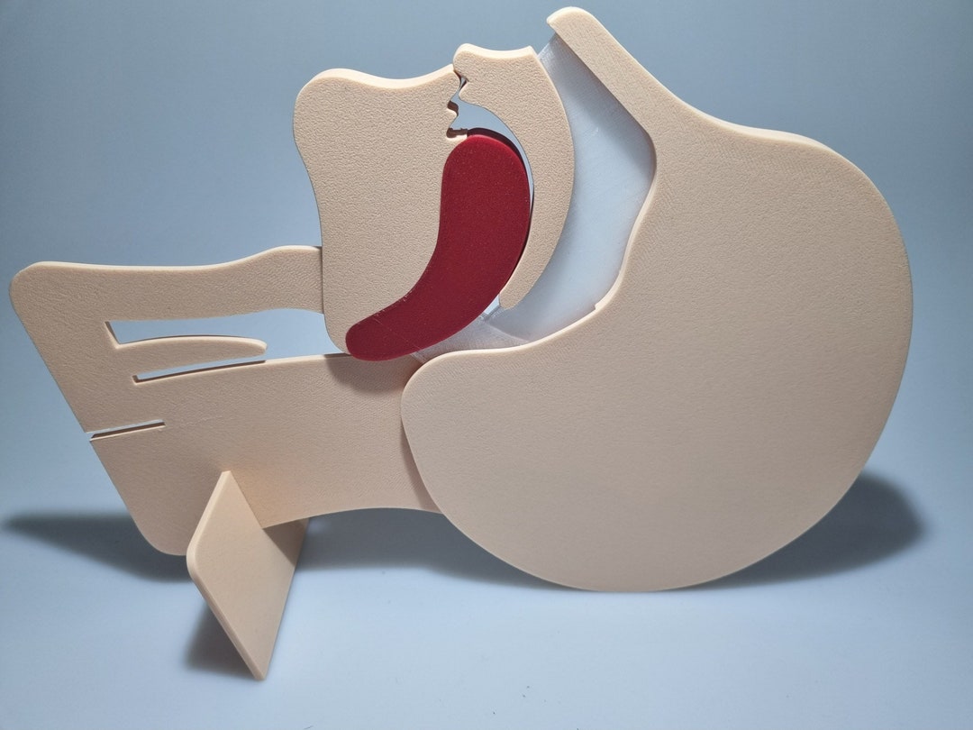 Head Section Model - Etsy