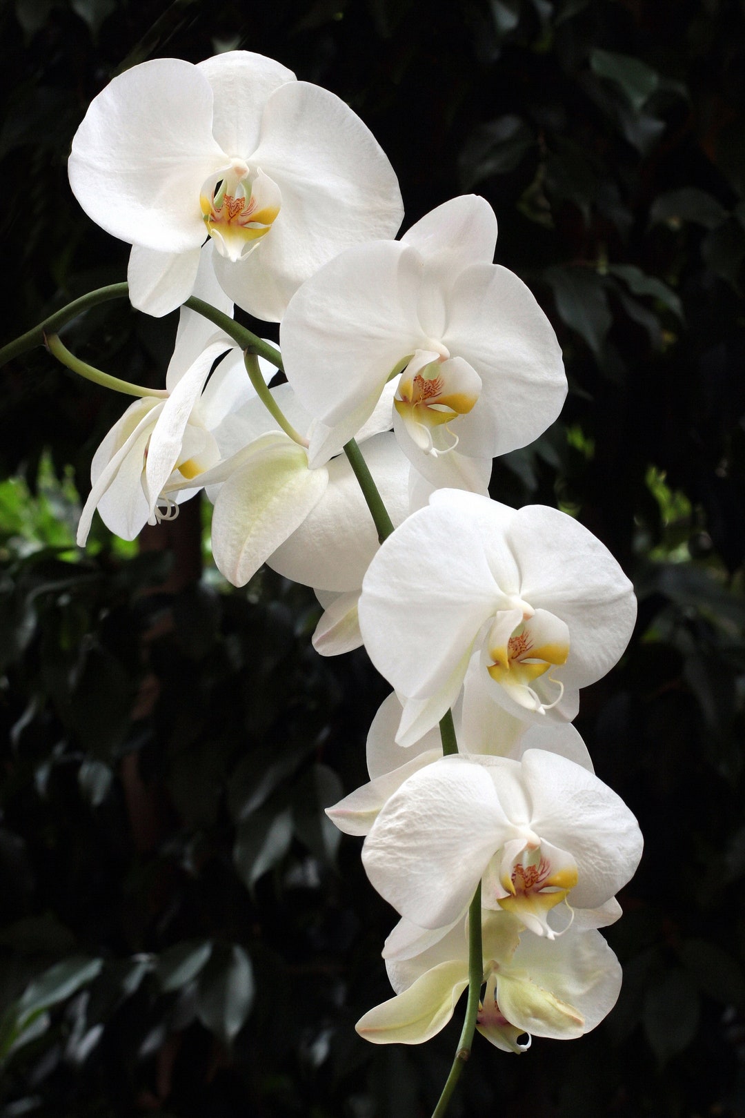 Cascade of White Phalaenopsis Orchids - Flowers - "moth" Orchid ...
