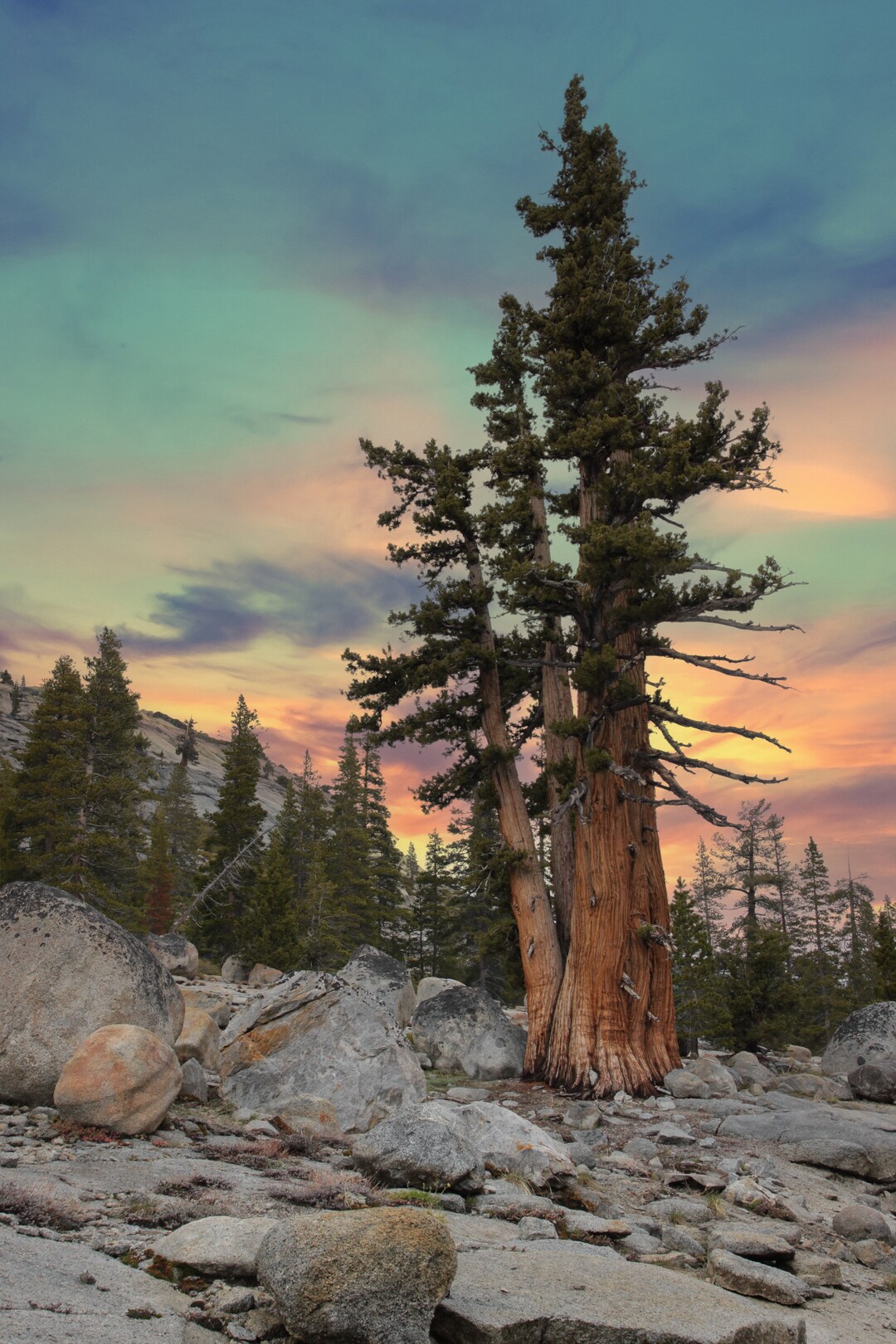 Sierra Juniper - Olmsted Point - Yosemite National Park - Ancient Tree ...