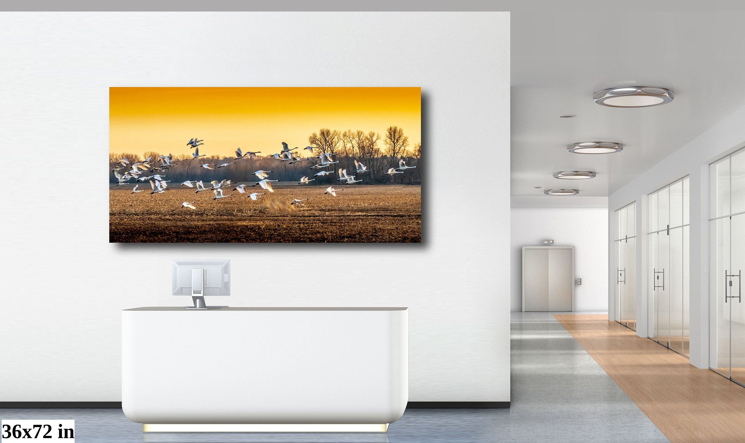 A Flock of Trumpeter Swans Liftoff From a Farm Field at Sunset ...