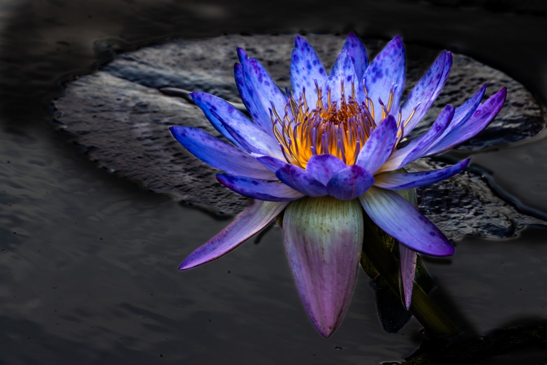 Blue Lotus of the Nile - Egyptian Lotus - Sacred Blue Lily of the Nile ...