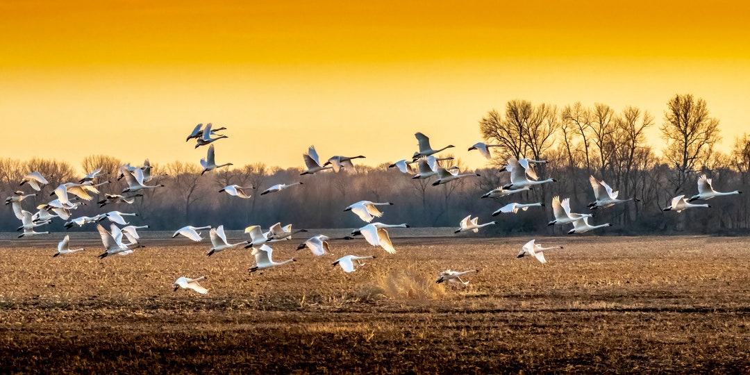 A Flock of Trumpeter Swans Liftoff From a Farm Field at Sunset ...
