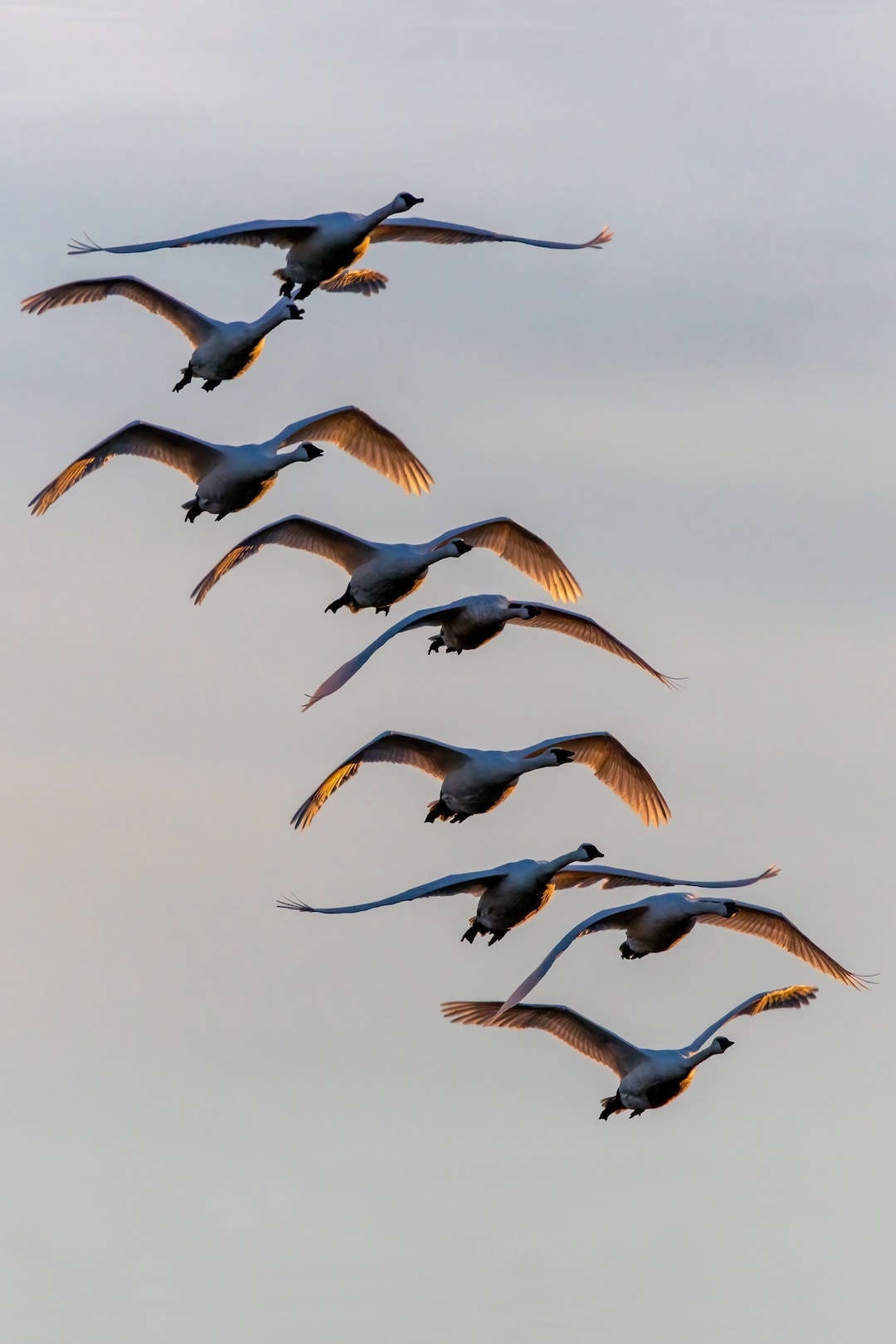 Trumpeter Swans in Flight Photograph - Migratory Bird Wall Art - Etsy