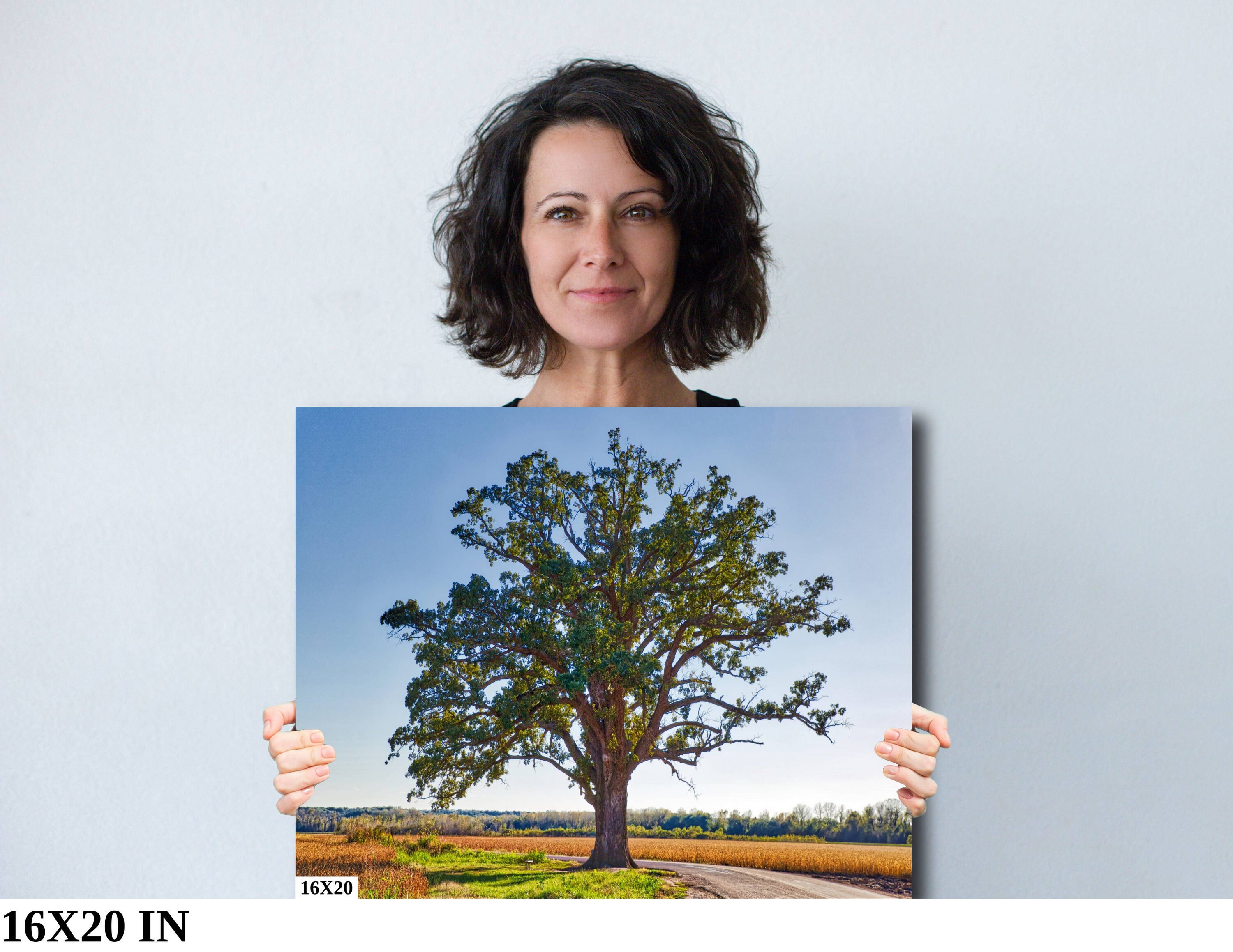 Mcbaine Bur Oak Tree Living Iconic Landmark Champion Tree Columbia ... Mcbaine Bur Oak Tree Living Iconic Landmark Champion Tree Columbia ...