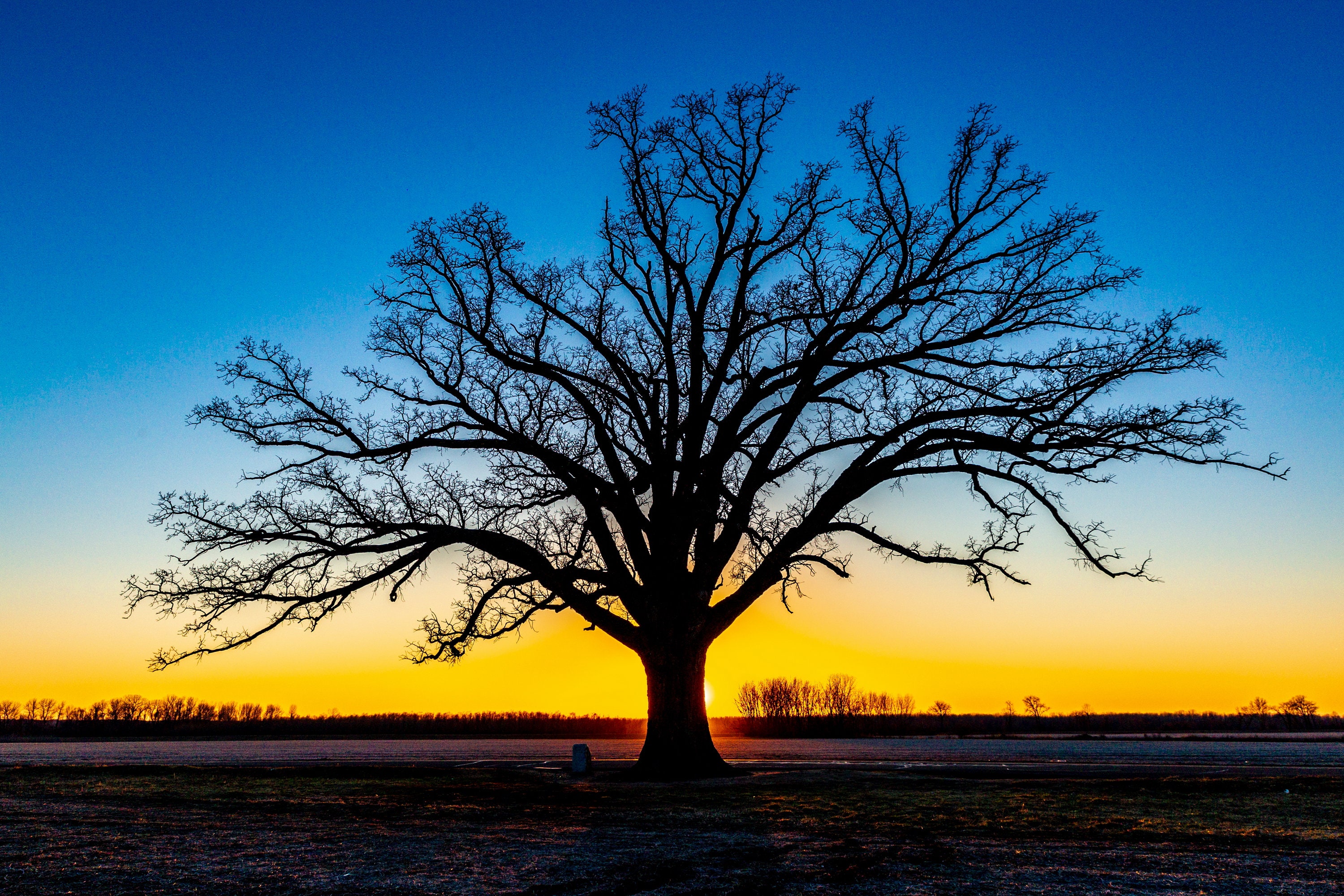Ansel Adams Oak Tree Sunrise