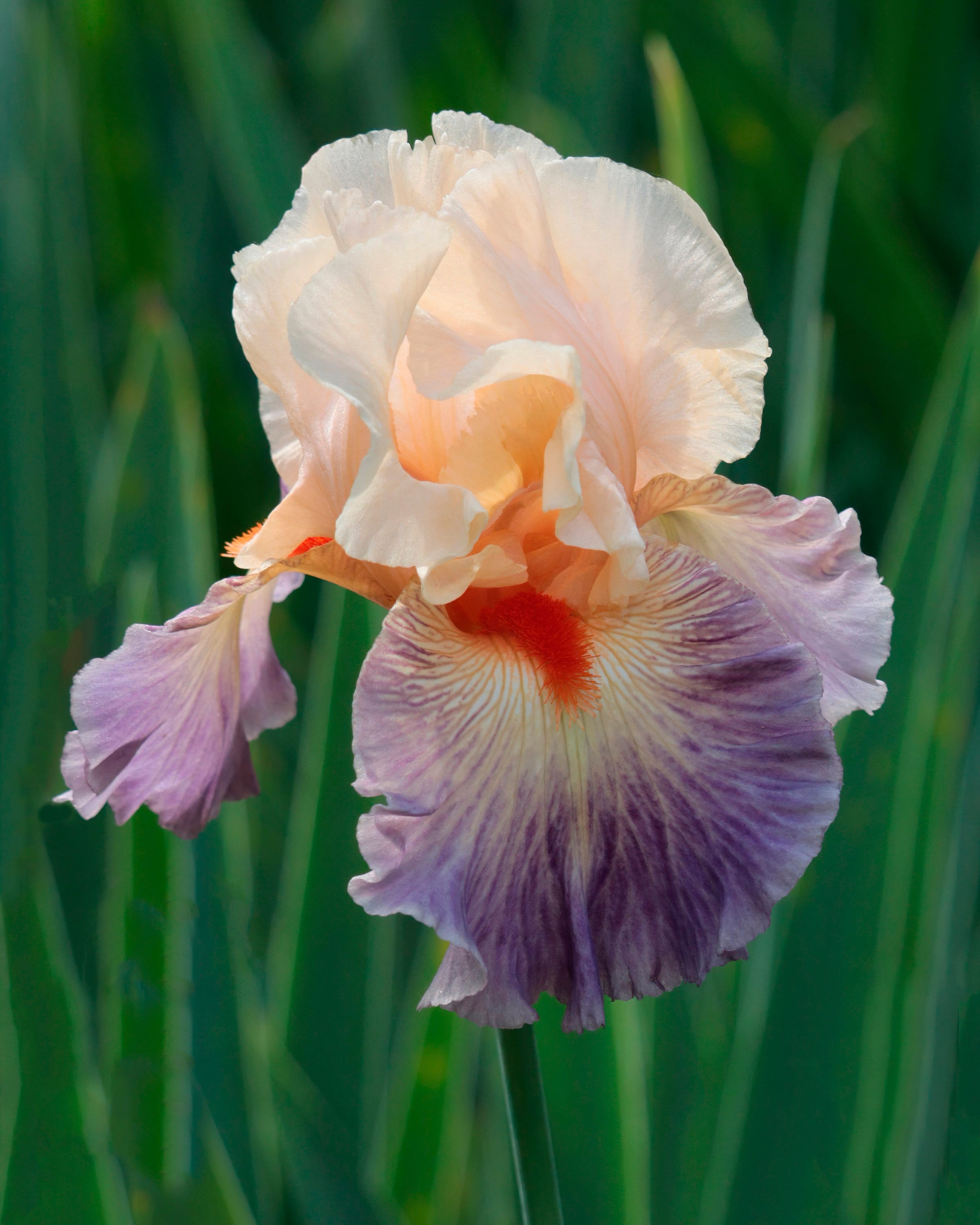 Multi Colored Bearded Iris - Spectacular Close-up Photograph of a ...