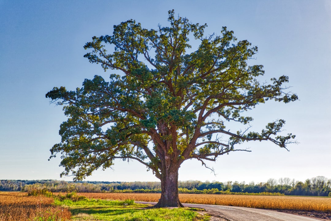 Mcbaine Bur Oak Tree Living Iconic Landmark Champion Tree Columbia ... Mcbaine Bur Oak Tree Living Iconic Landmark Champion Tree Columbia ...