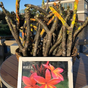 Plumeria Wailea From Hawaii - Etsy