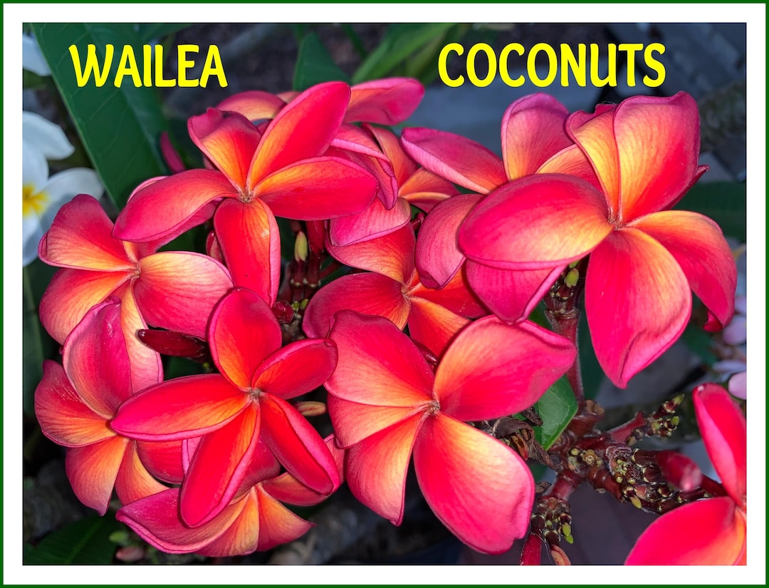 Plumeria Wailea From Hawaii - Etsy