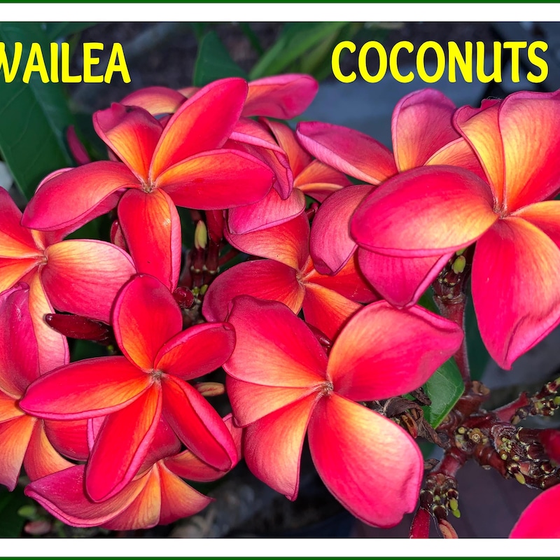 Plumeria Seeds Hawaiian - Etsy
