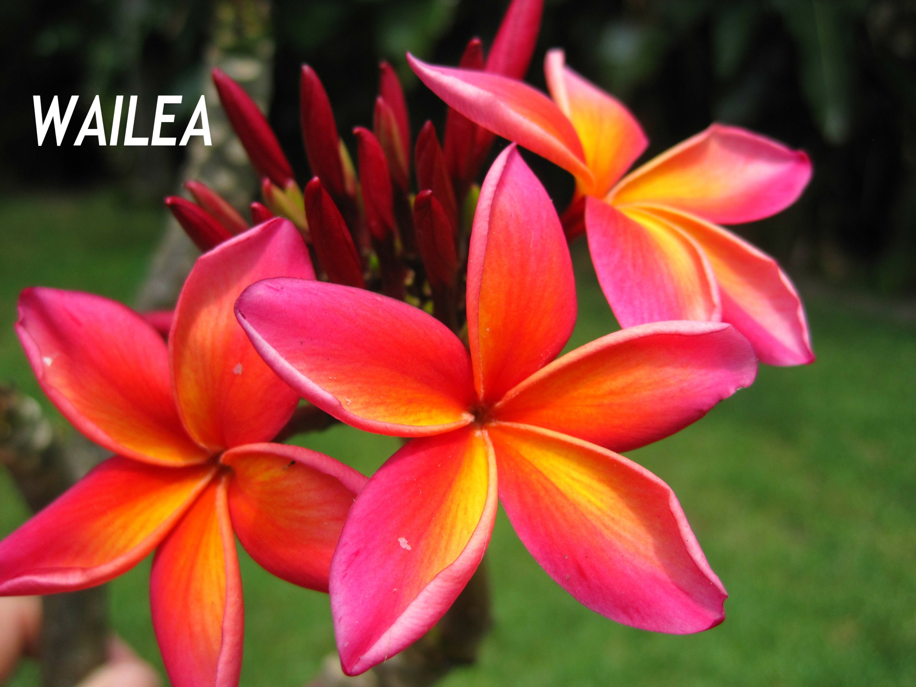 Wailea Plumeria From Hawaii Hawaiian Plumeria Hybrid - Etsy