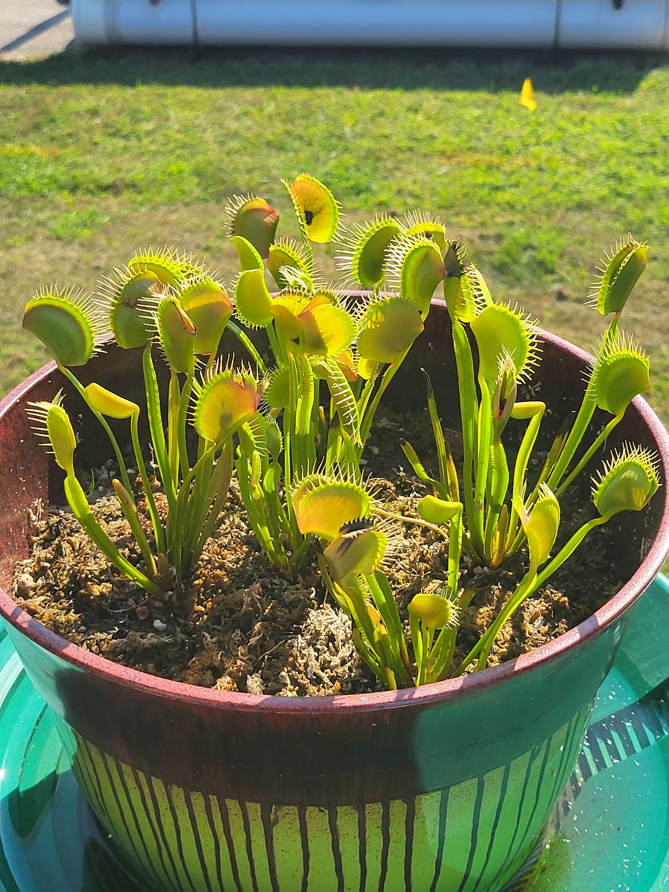 Giant Venus Fly Trap Flower
