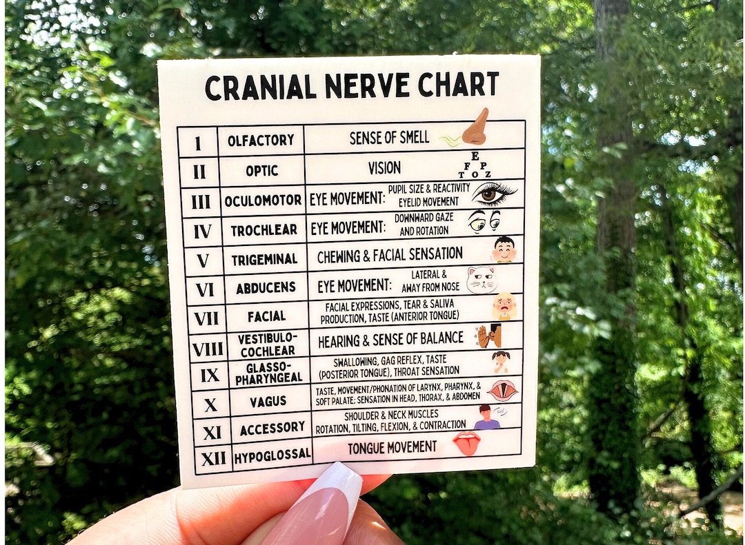 Cranial Nerve Chart Sticker, SLP, Occupational Therapist, Grad School ...
