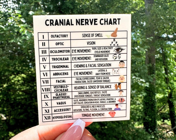 Cranial Nerve Chart Sticker, SLP, Occupational Therapist, Grad School ...