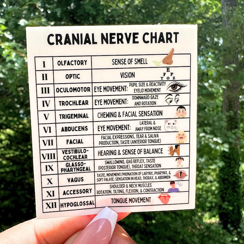 Cranial Nerve Sheets - Etsy