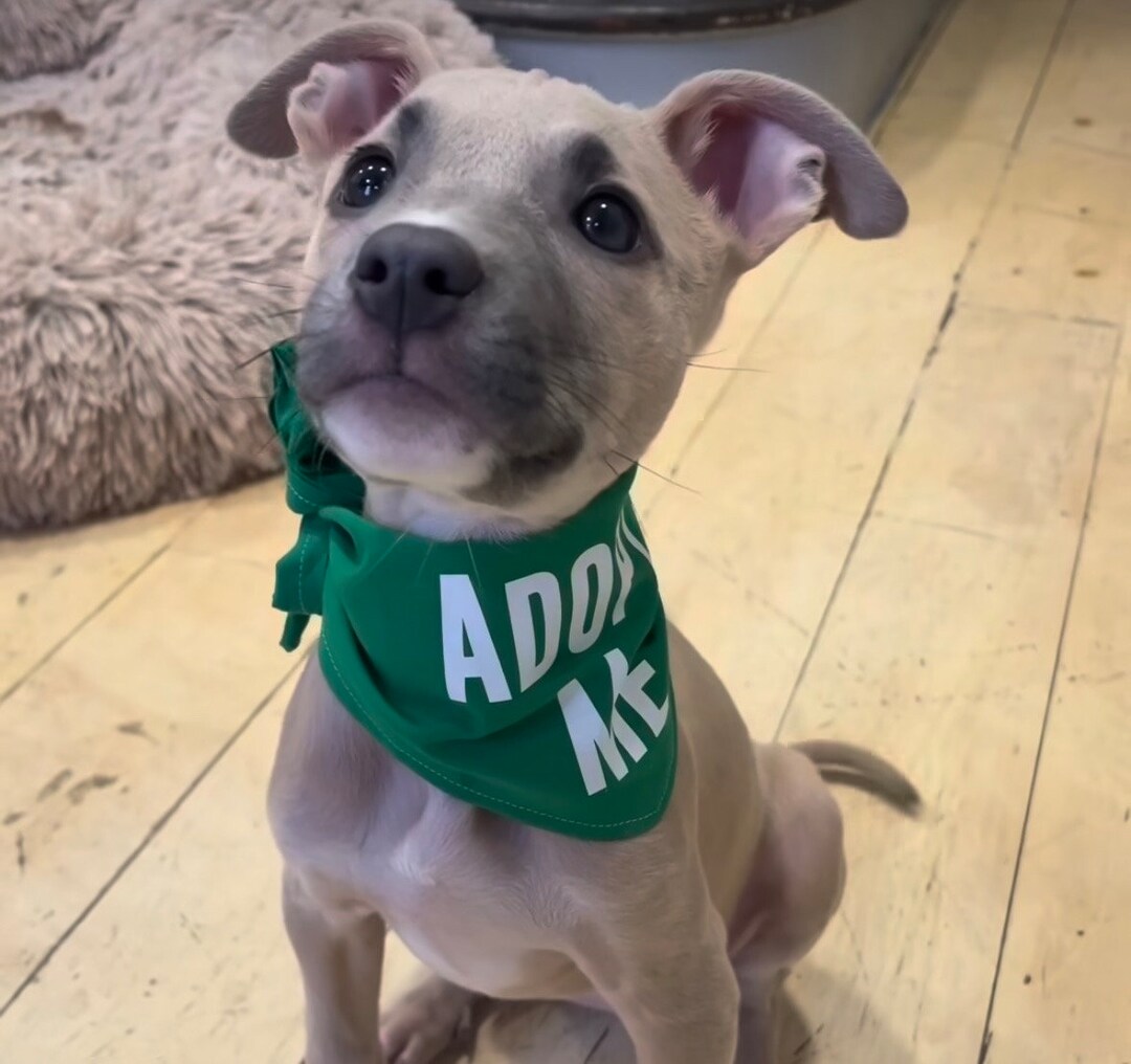 Adopt Me Bandana - Etsy