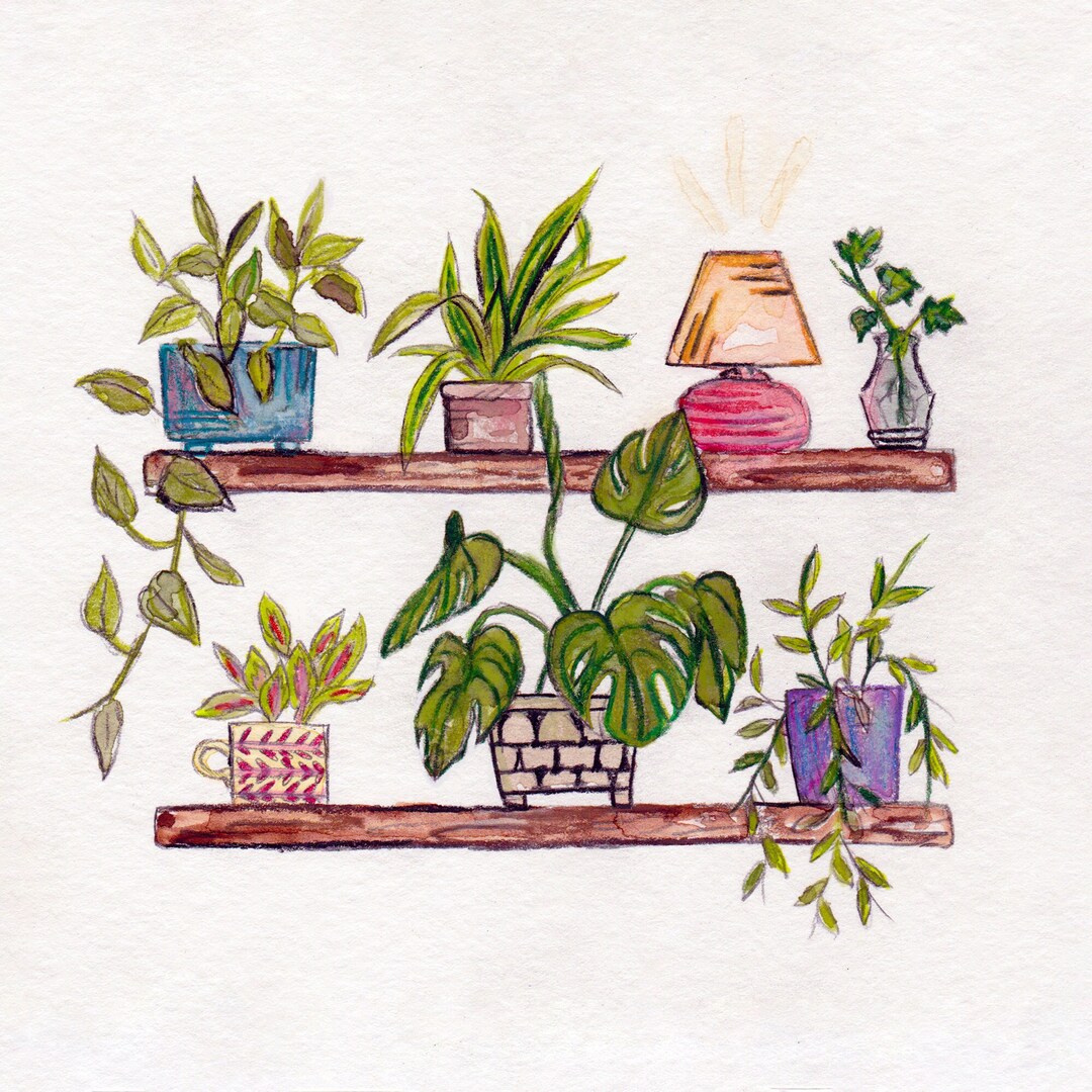 Plant Shelves Digital Drawing 8x8 Print - Etsy