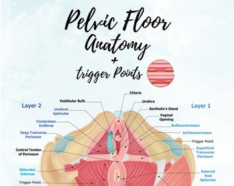 Pelvic Floor Anatomy Poster - Etsy