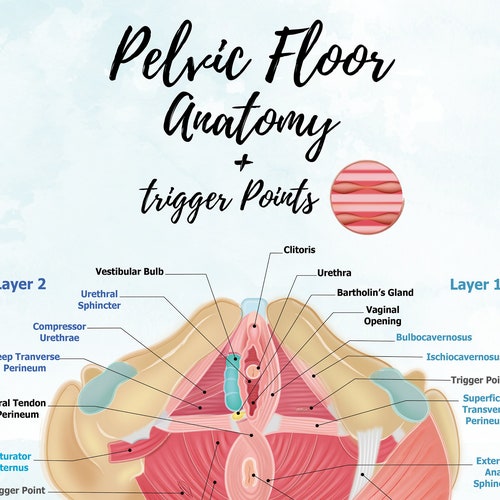 Trigger Points In Pelvic Floor Anatomy Poster Art Etsy