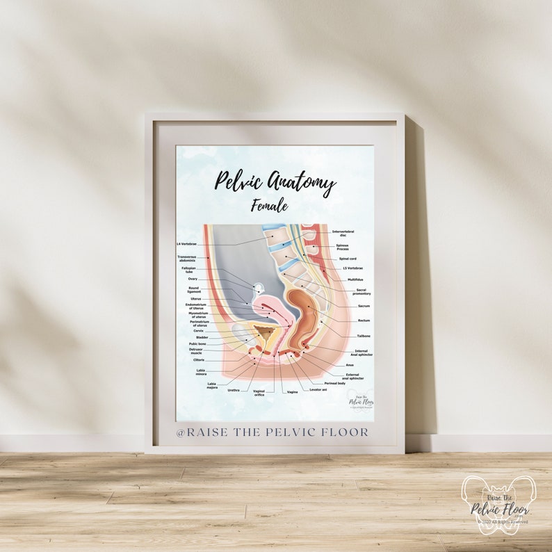 Female Pelvic Anatomy Poster Art | Sagittal/ Side View | Vagina, Uterus ...