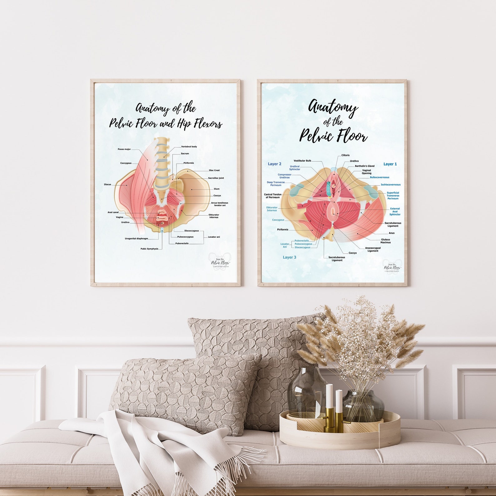 Anatomy of Pelvic Floor Muscle Art Poster Print Kegel Muscle, Levator ...