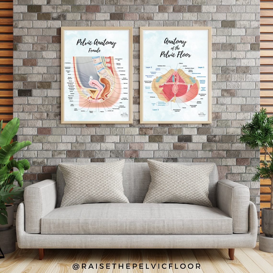 Set of 2- Pelvic Floor Muscle Anatomy and Pelvic Health Art for Medical ...