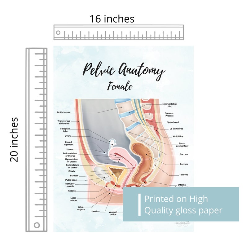Female Pelvic Anatomy Poster Art Sagittal Side View Vagina Uterus