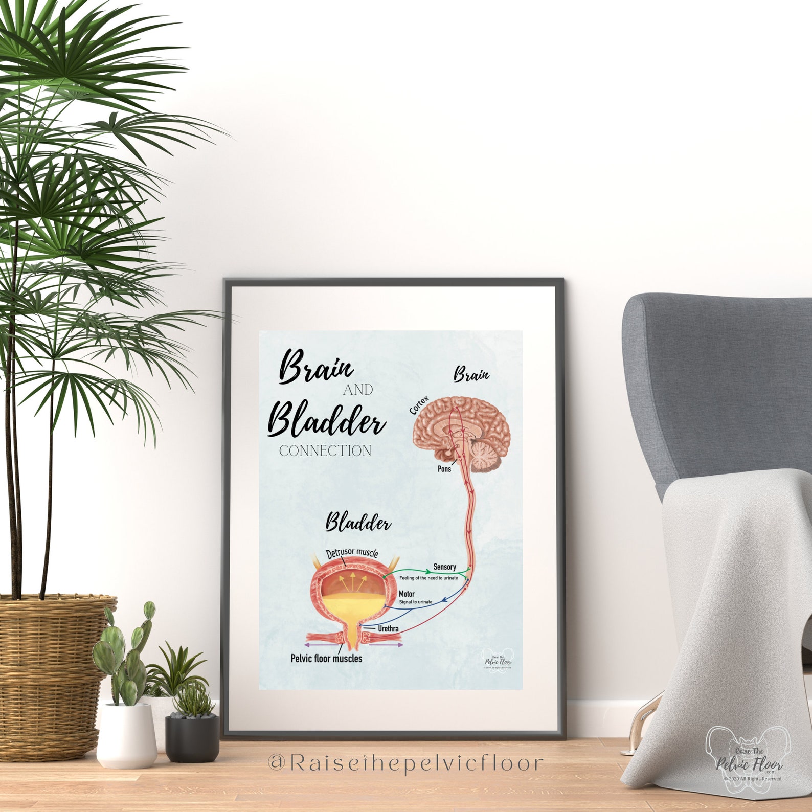Brain and Bladder Educational Poster | Wall Art | Physiology of ...
