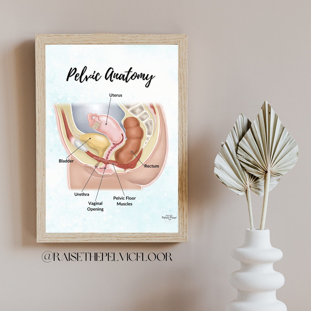 Pelvic Health Education and Pelvic Floor Art for Therapy Office Decor | Pelvic Floor Muscles ...