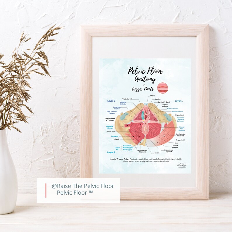 Trigger Points in Pelvic Floor Muscles | Anatomy Poster Art ...