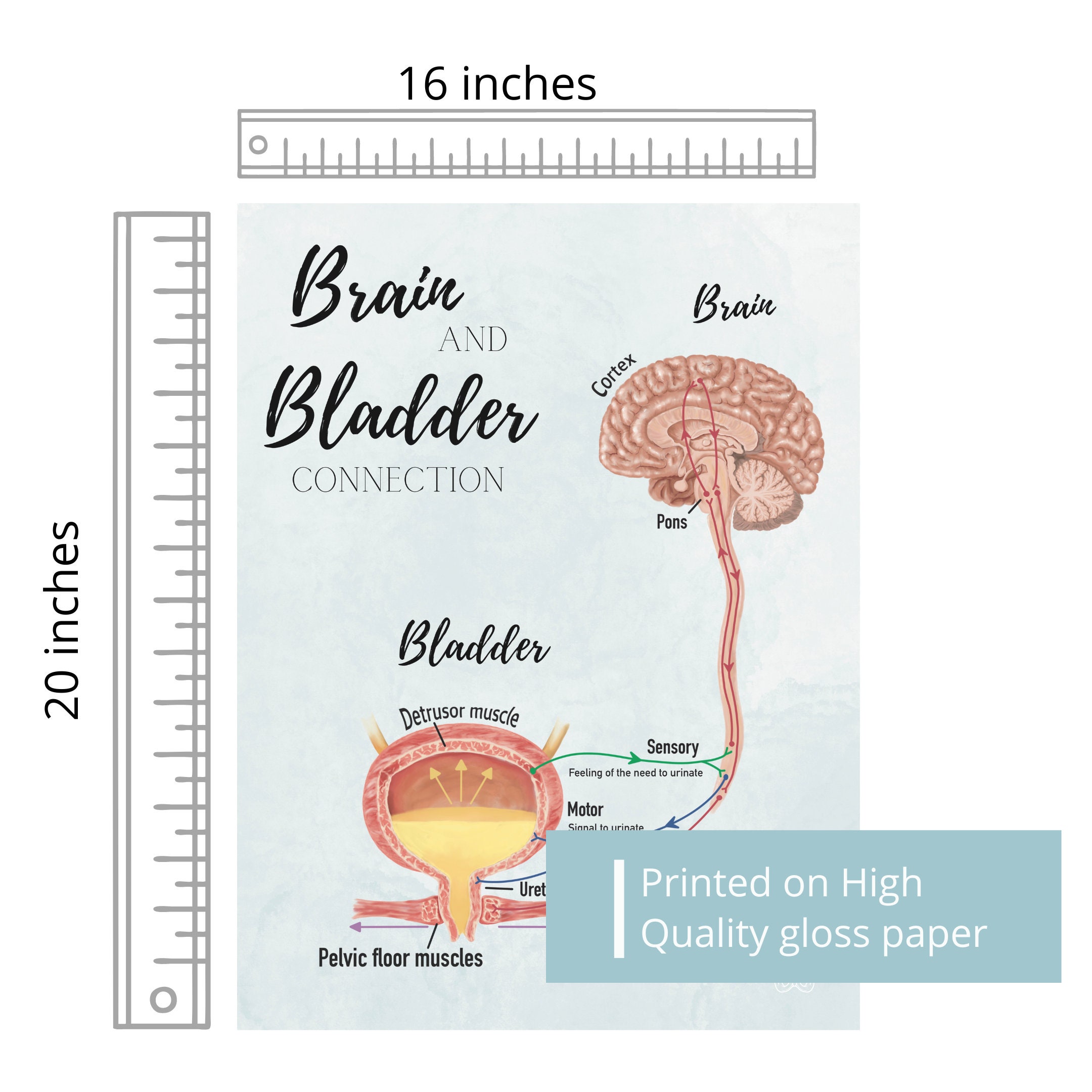 Brain and Bladder Educational Poster | Wall Art | Physiology of ...
