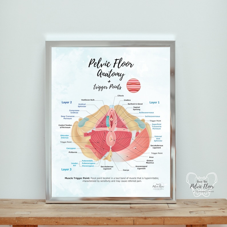 Trigger Points in Pelvic Floor Anatomy Poster Art - Etsy