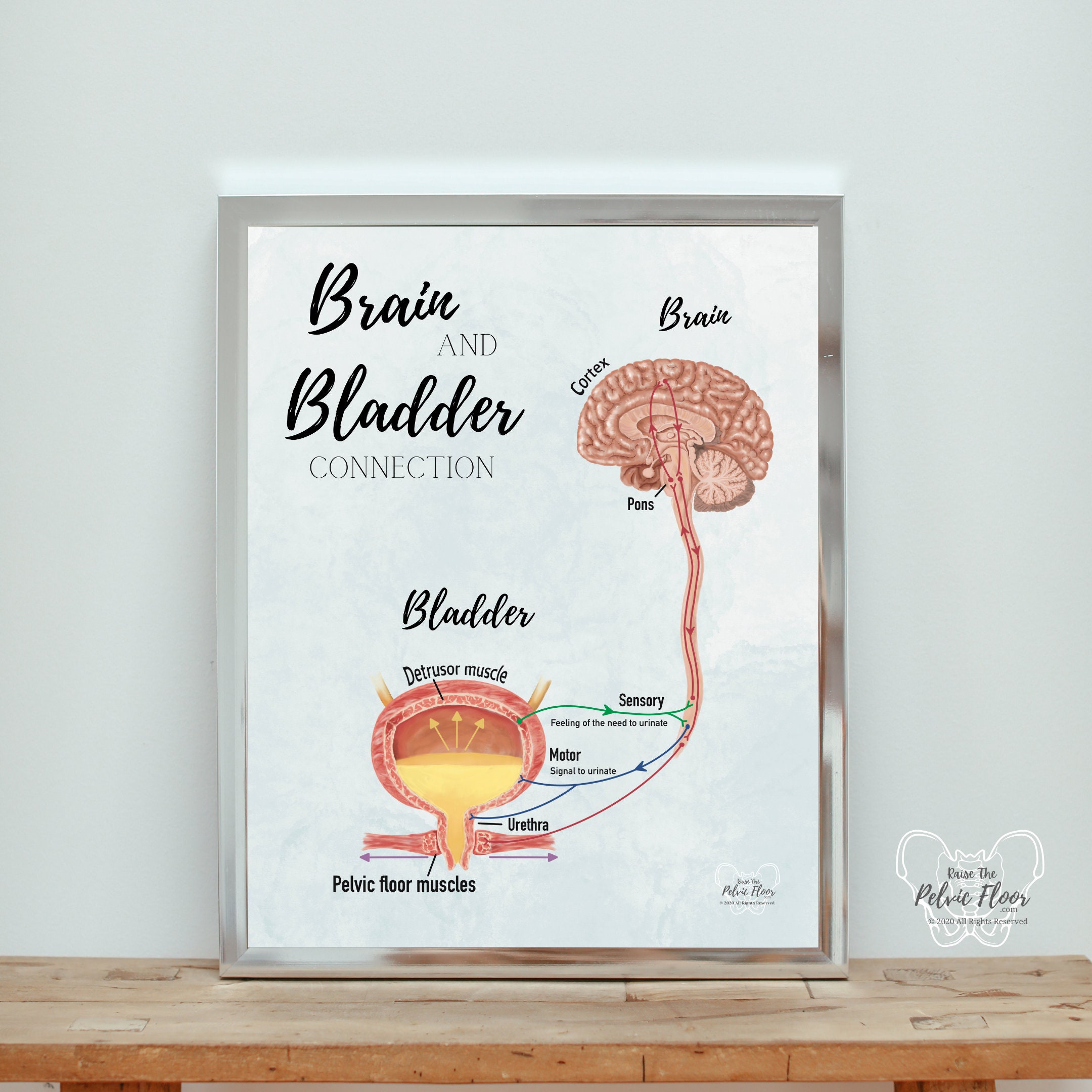 Brain and Bladder Educational Poster | Wall Art | Physiology of ...
