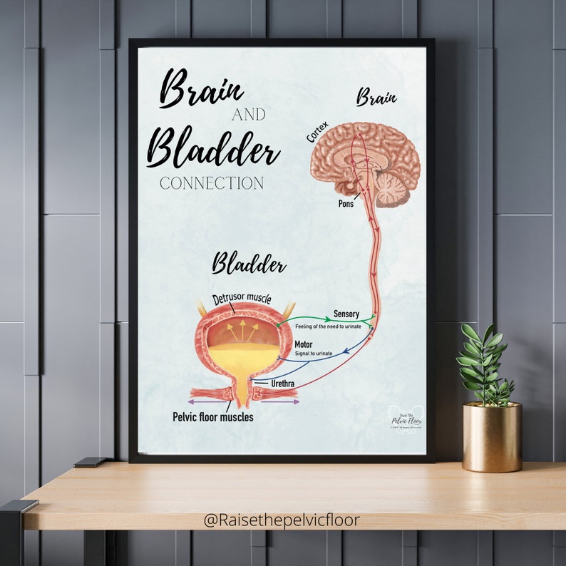Brain and Bladder Educational Poster | Wall Art | Physiology of ...