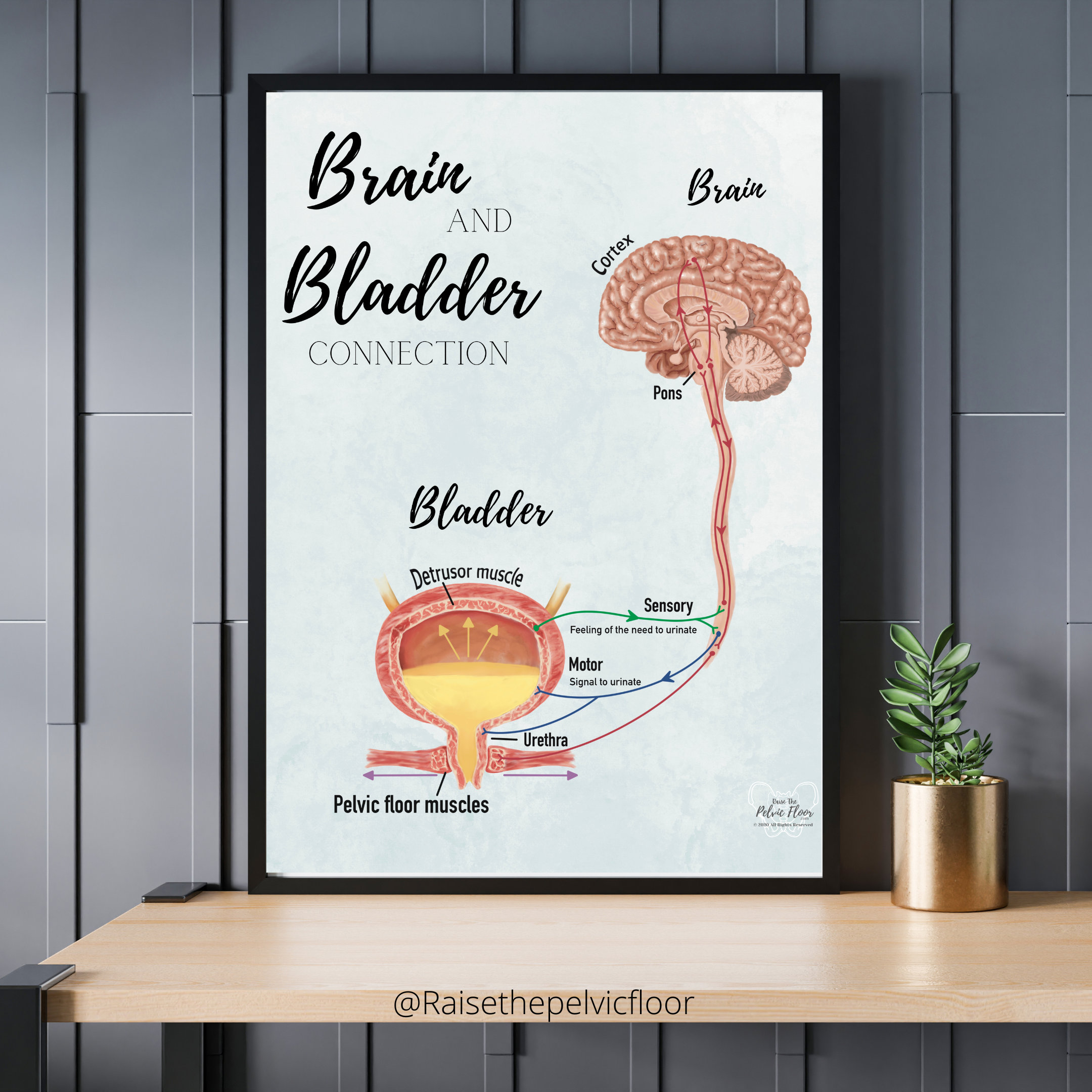 Brain and Bladder Educational Poster | Wall Art | Physiology of ...