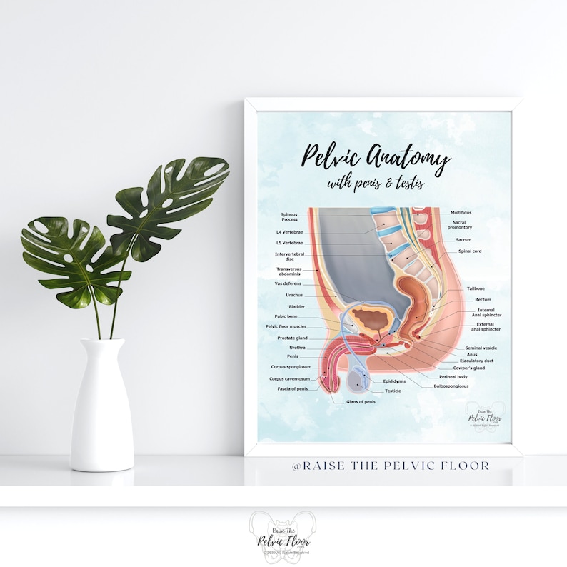 Pelvic Anatomy Poster Art Print- Gender Sensitive | Educational Artwork ...