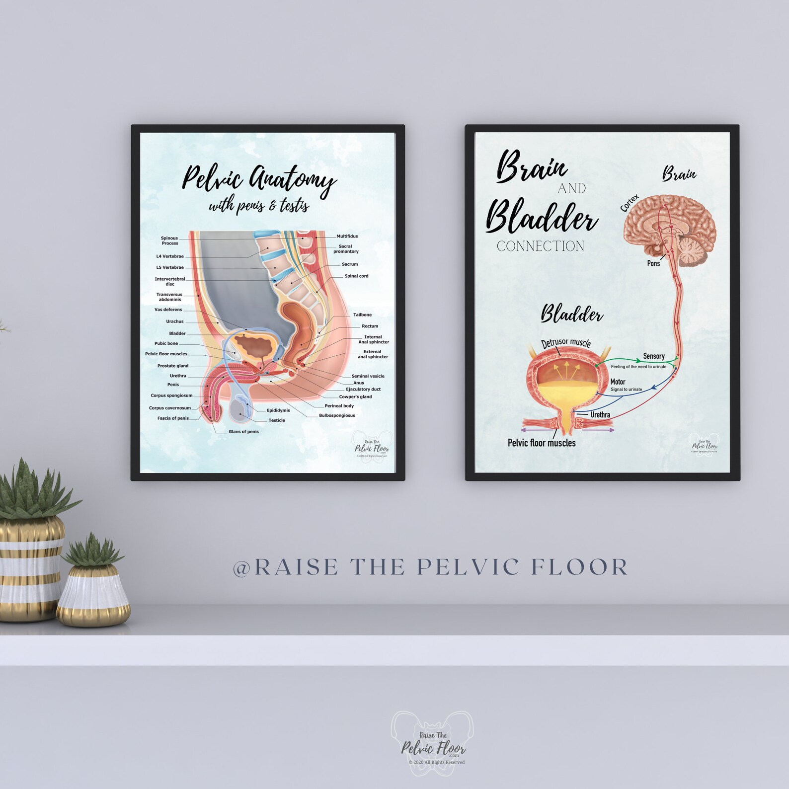 Pelvic Anatomy Poster Art Print- Gender Sensitive | Educational Artwork ...