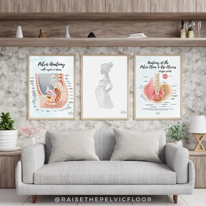 Gender Neutral Pelvic Anatomy Poster Art | Sagittal Side View | Pelvic ...