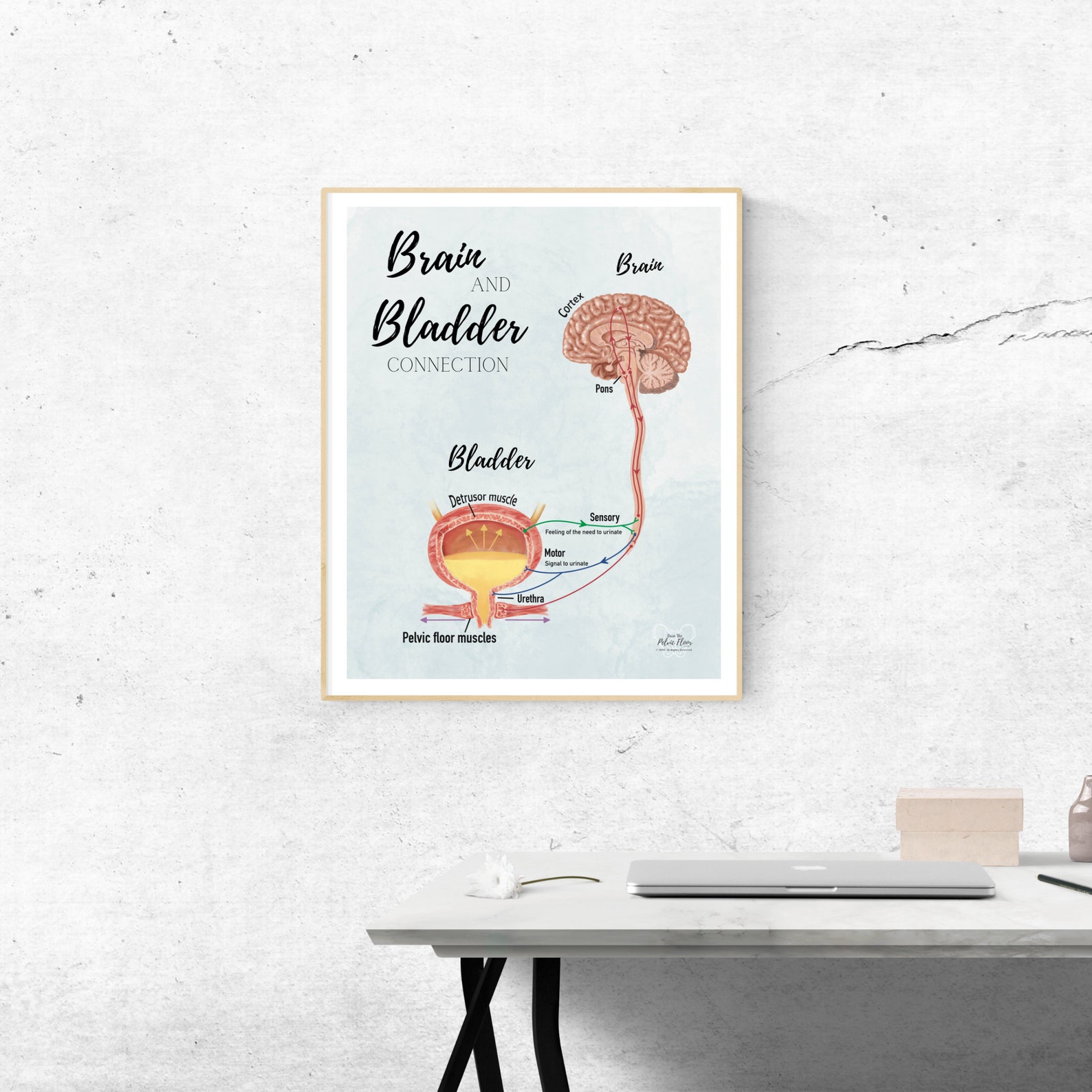 Brain and Bladder Educational Poster | Wall Art | Physiology of ...