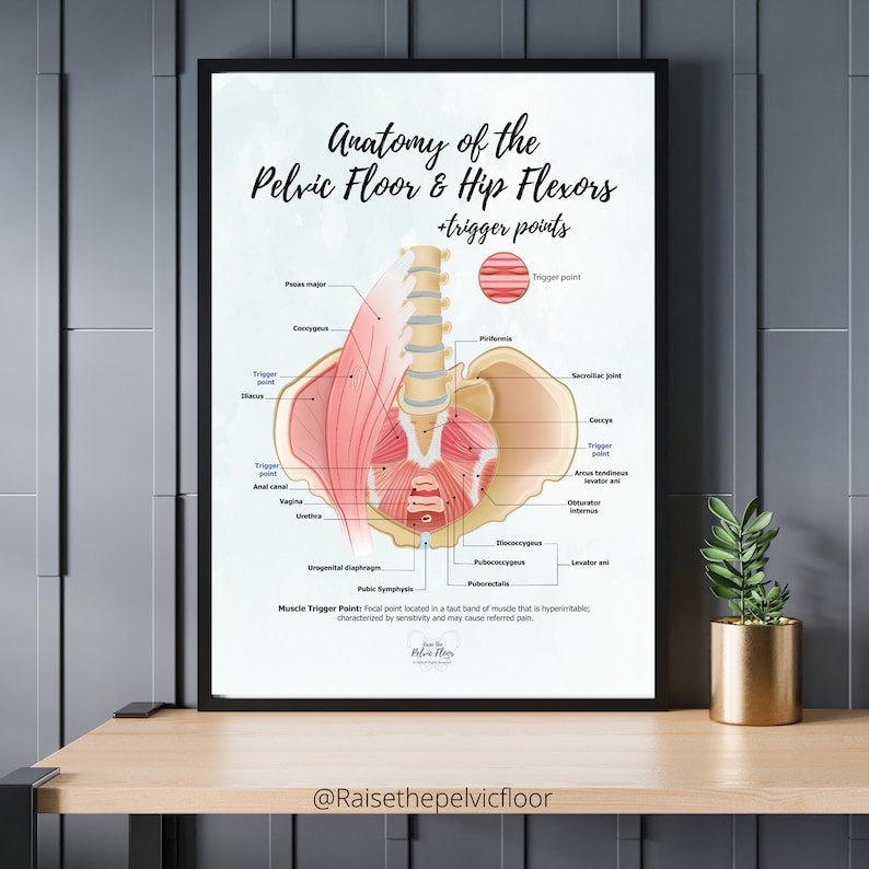 Anatomy of the Pelvic Floor and Hip Flexors + Trigger Points | Poster ...