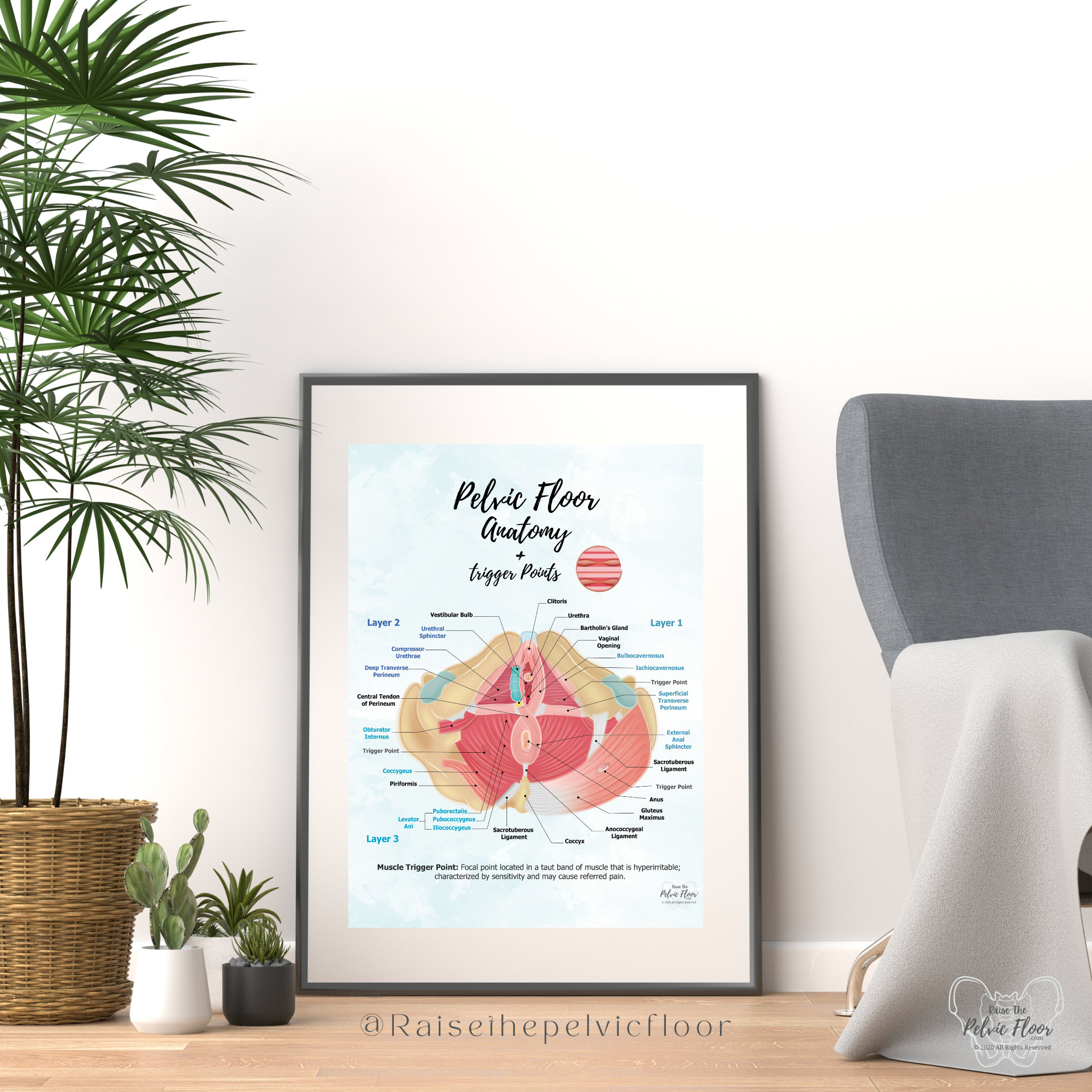 Trigger Points in Pelvic Floor Muscles | Anatomy Poster Art ...