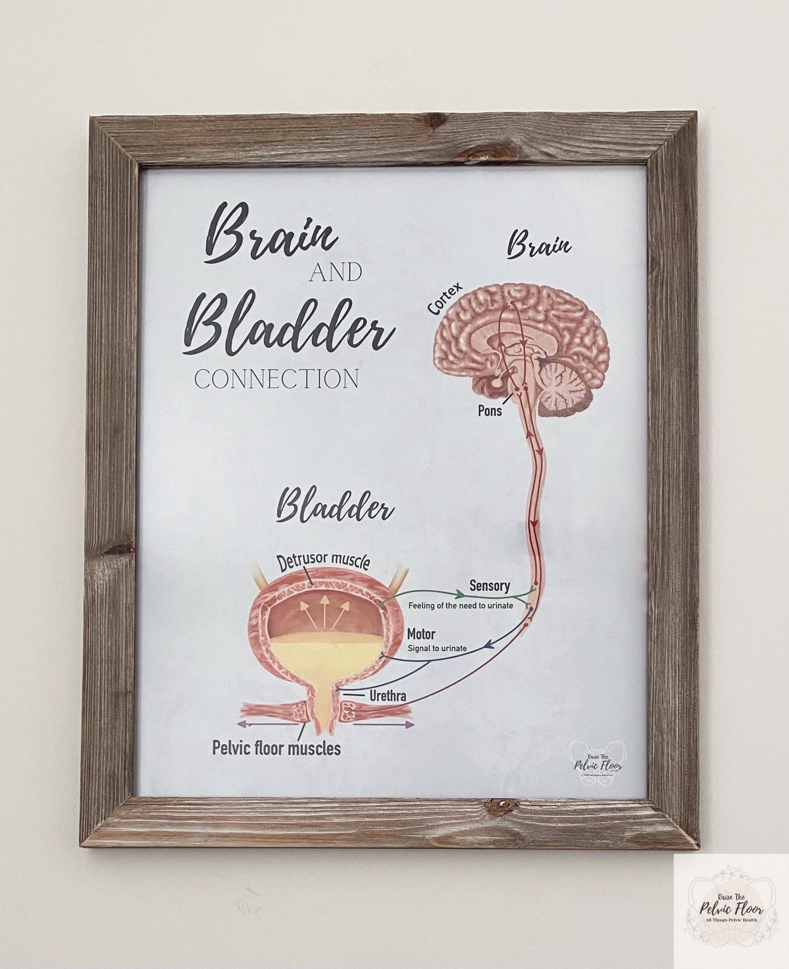 Brain and Bladder Educational Poster Wall Art Physiology - Etsy