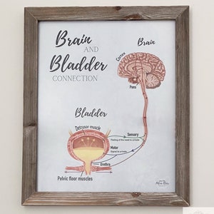 Brain and Bladder Educational Poster Wall Art | Etsy