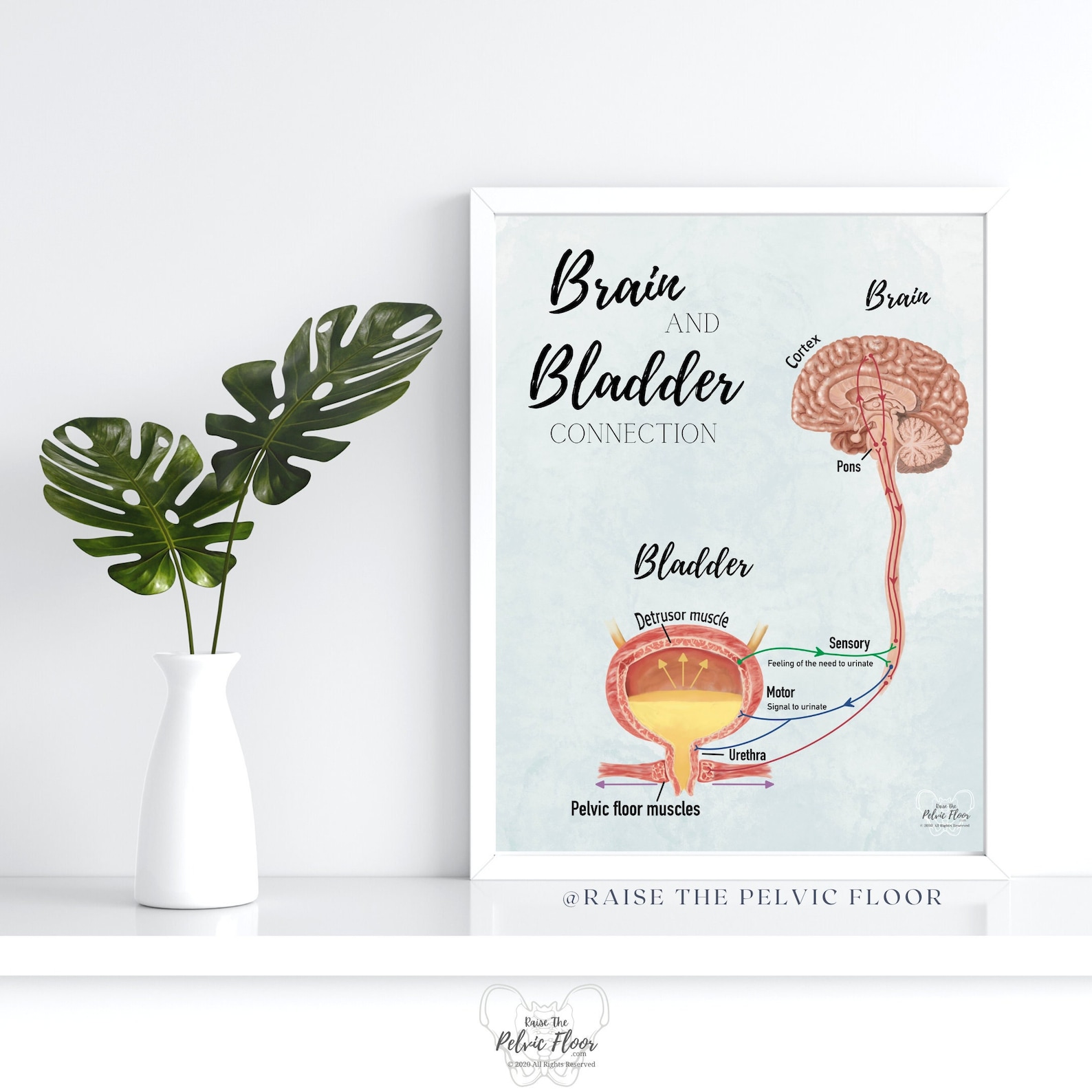 Brain and Bladder Educational Poster | Wall Art | Physiology of ...