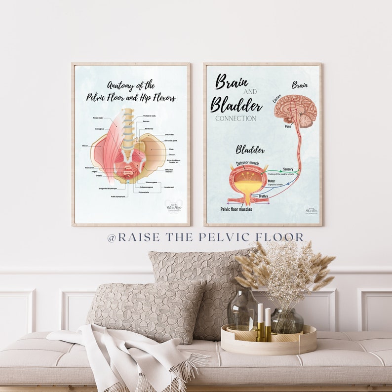 Brain and Bladder Educational Poster | Wall Art | Physiology of ...
