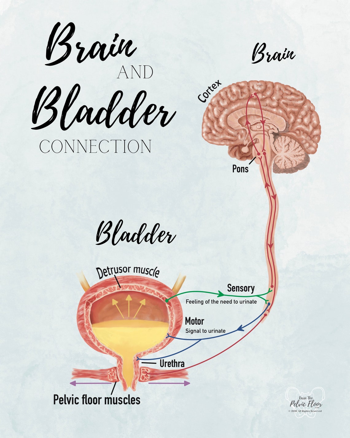 Brain and Bladder Educational Poster Wall Art Physiology - Etsy
