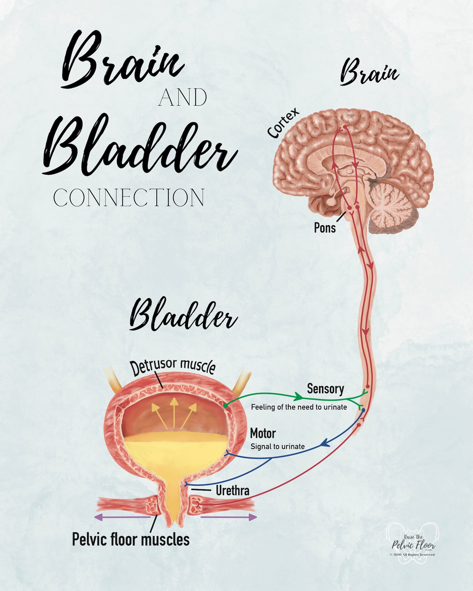 Brain and Bladder Educational Poster Wall Art | Etsy