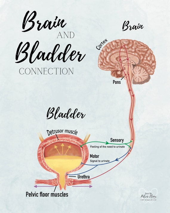 Brain and Bladder Educational Poster Wall Art Physiology - Etsy